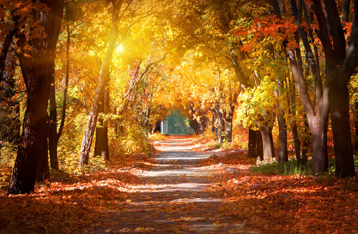 Stop Fighting Fall (And Start Actually Enjoying It) – SV Living